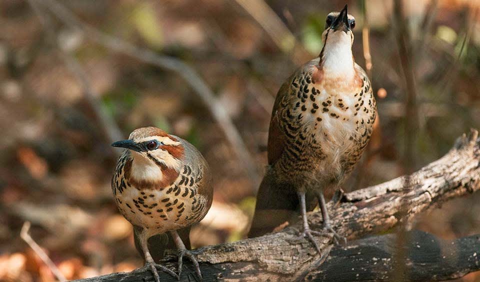 White-breasted mesite facts, distribution & population | BioDB