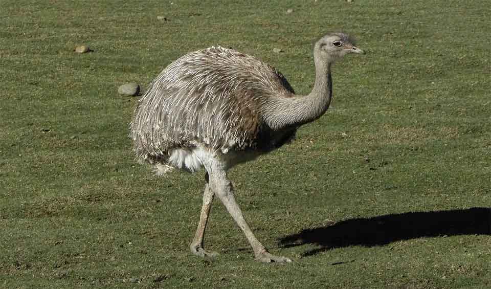 Lesser rhea facts, distribution & population | BioDB