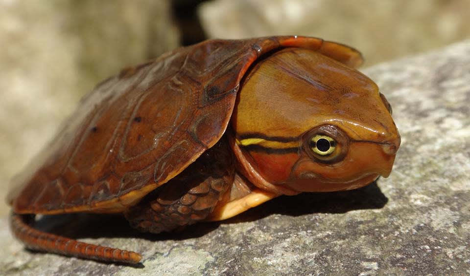 Big-headed turtle facts, distribution & population | BioDB