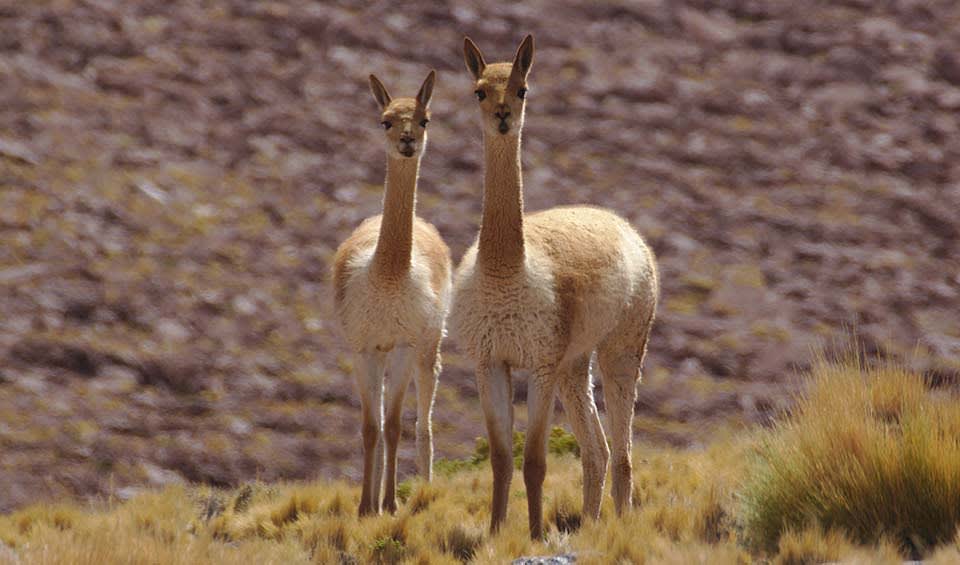 Vicuña facts, distribution & population | BioDB