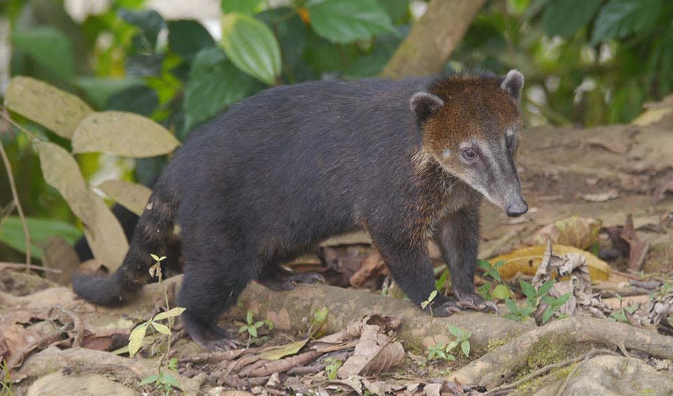 Western mountain coati facts, distribution & population | BioDB