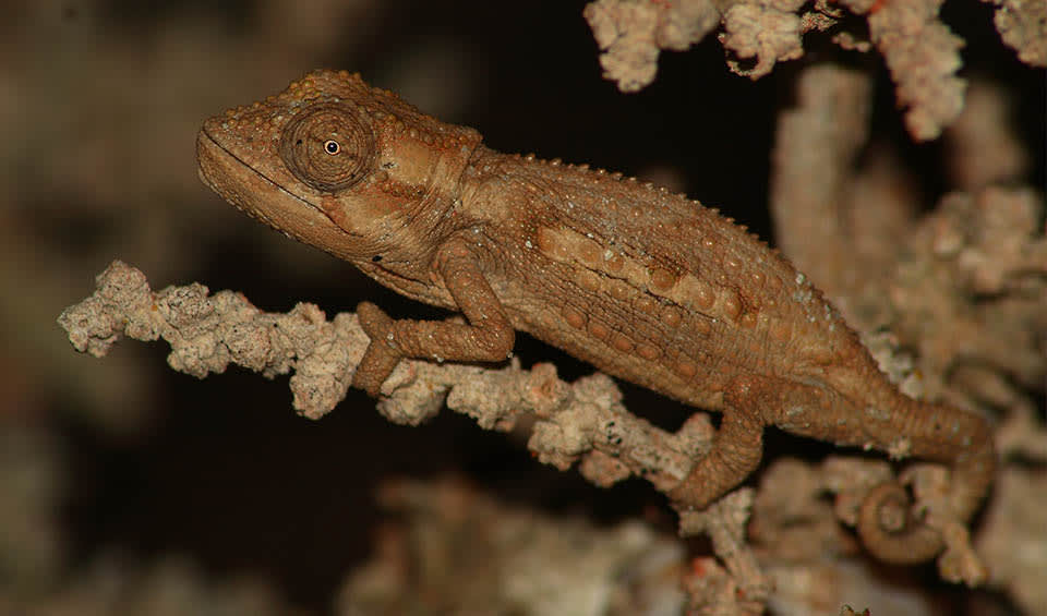 Bradypodion - South African dwarf chameleons: facts, distribution ...