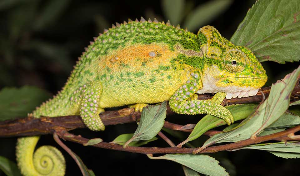 Natal Midlands dwarf chameleon facts, distribution & population | BioDB