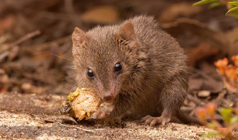 Common planigale facts, distribution & population | BioDB