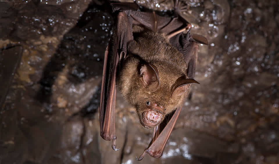 Great roundleaf bat facts, distribution & population | BioDB