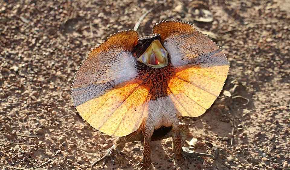Chlamydosaurus - Frilled lizard: facts, distribution & population | BioDB