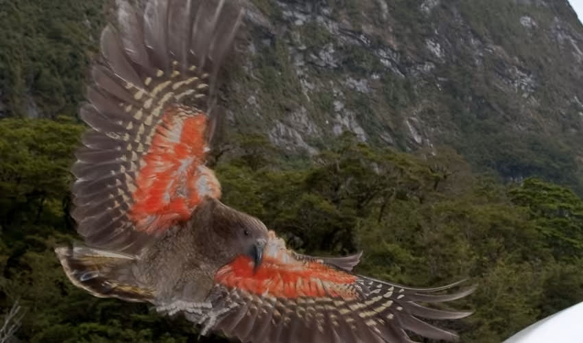 Strigopidae – New Zealand parrots: facts, distribution & population | BioDB