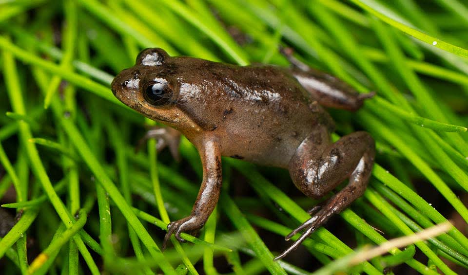 Micro frog facts, distribution & population | BioDB