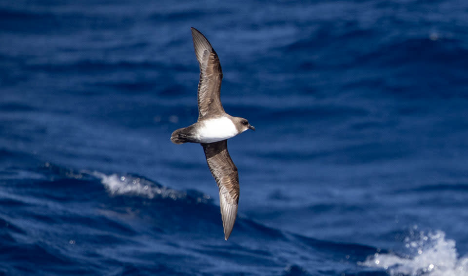 Atlantic petrel facts, distribution & population | BioDB