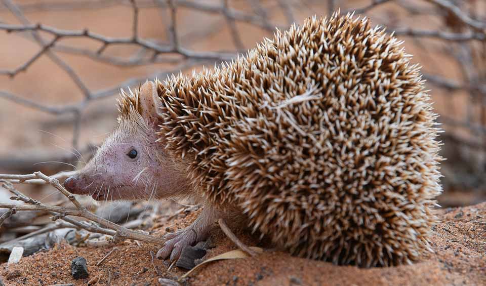 Lesser hedgehog tenrec facts, distribution & population | BioDB