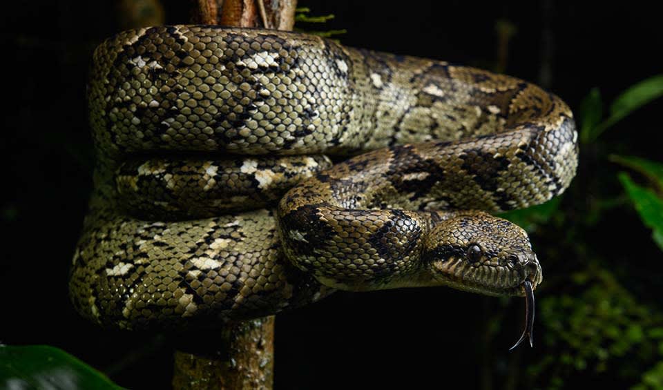 Madagascar tree boa facts, distribution & population | BioDB