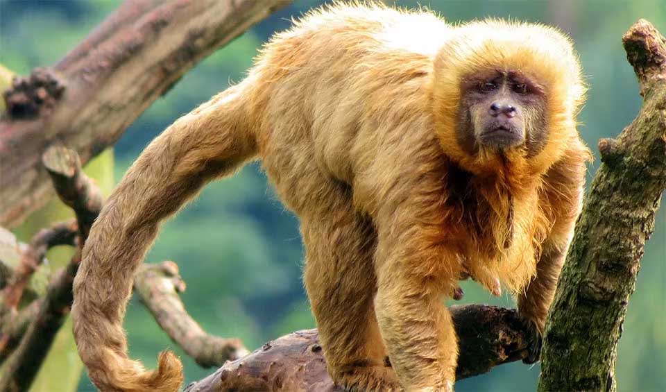 Sapajus – Robust (tufted) capuchins: facts, distribution & population ...