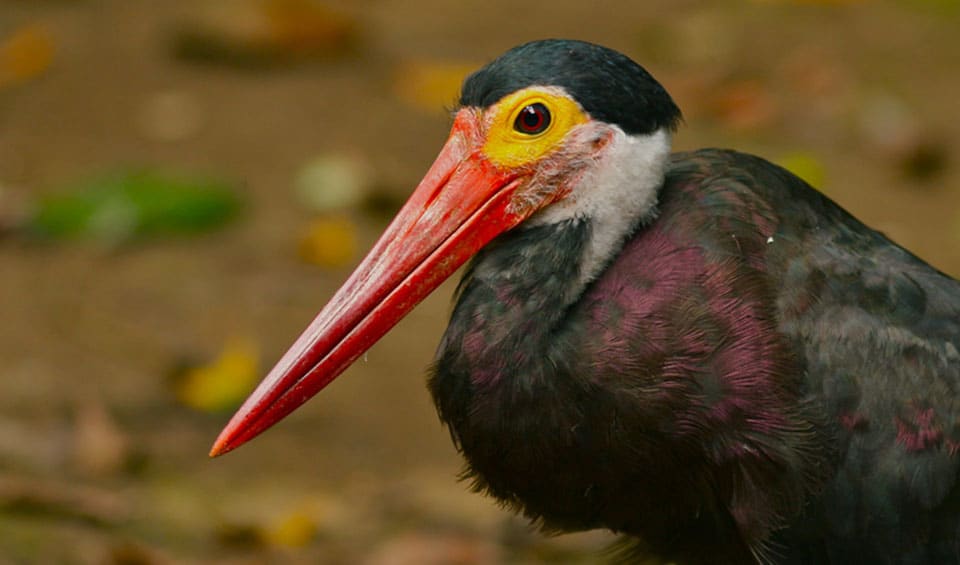 Storm's stork facts, distribution & population | BioDB