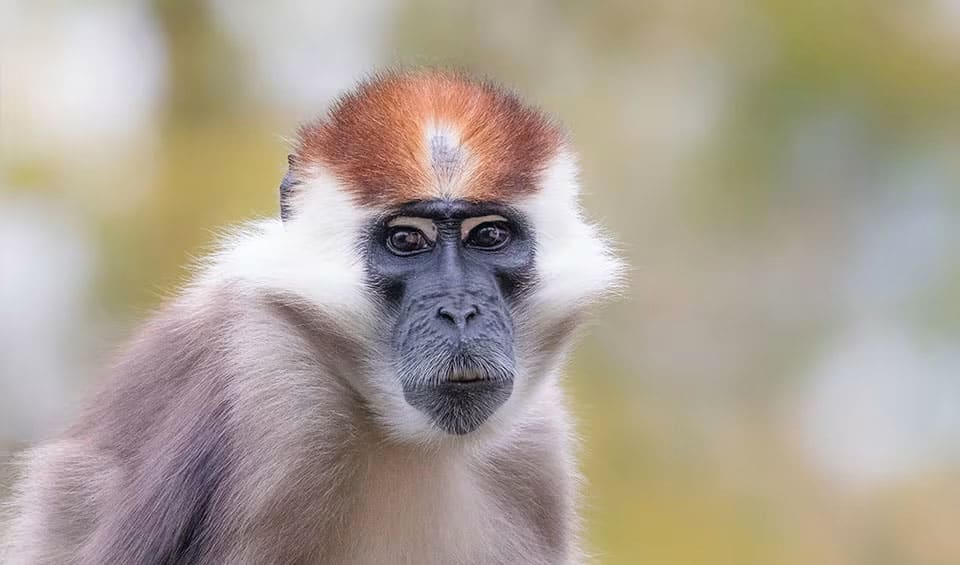 Cercocebus – Capped mangabeys: facts, distribution & population | BioDB