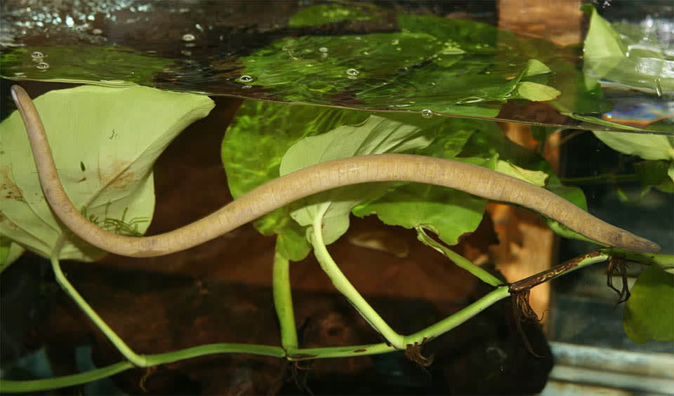 Typhlonectidae – Aquatic caecilians: facts, distribution & population ...