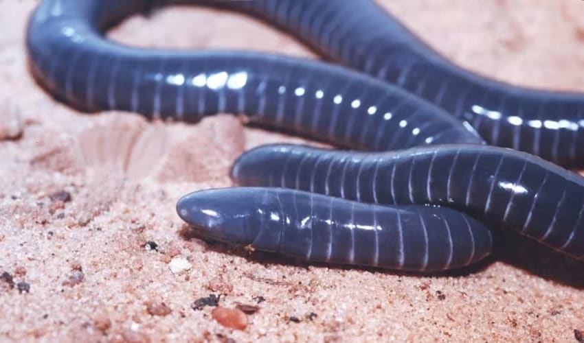Siphonops – Ringed caecilians: facts, distribution & population | BioDB
