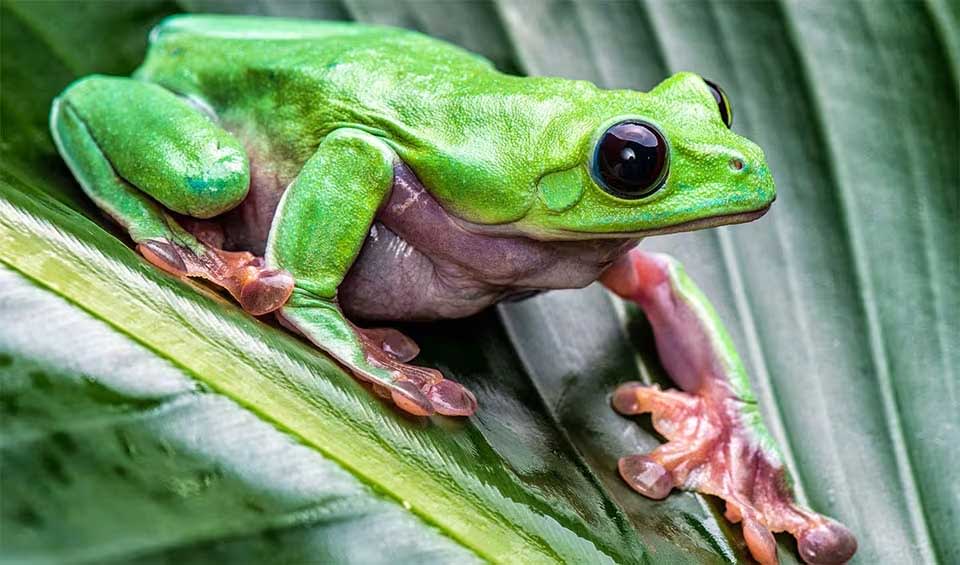 dark green tree frog
