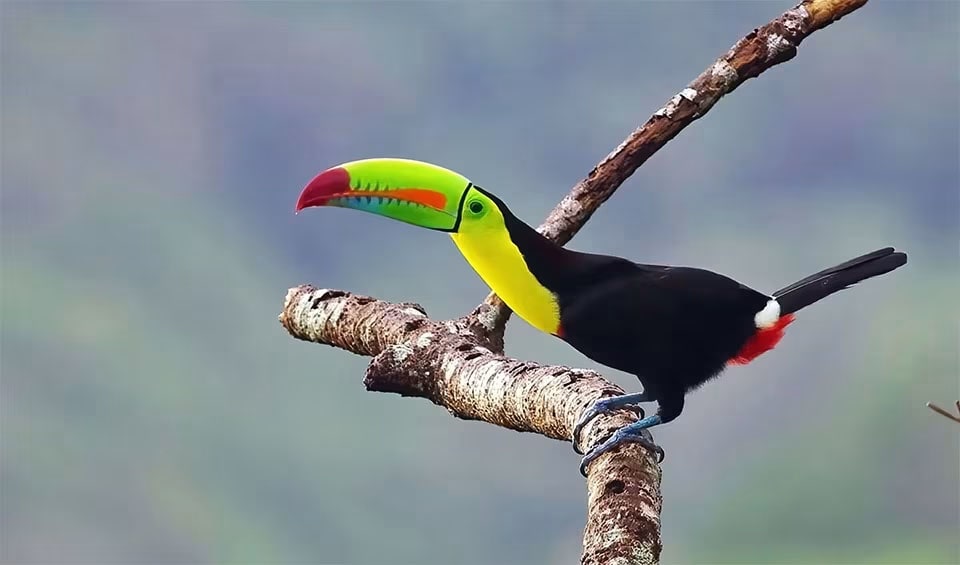 toucan wingspan