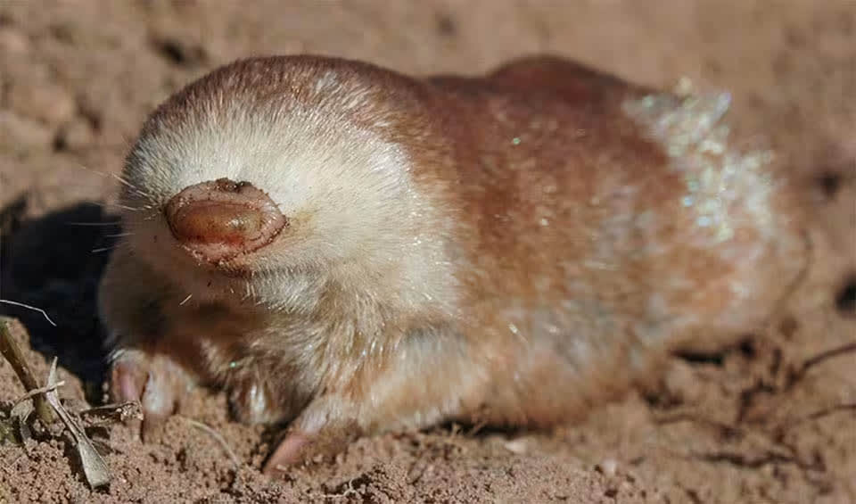Juliana's golden mole facts, distribution & population | BioDB