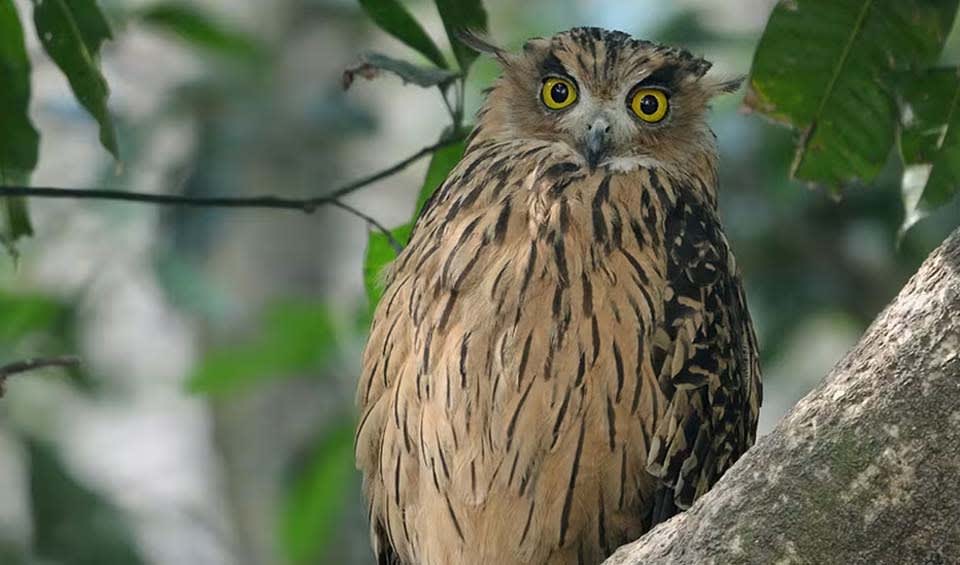 brown fish owl