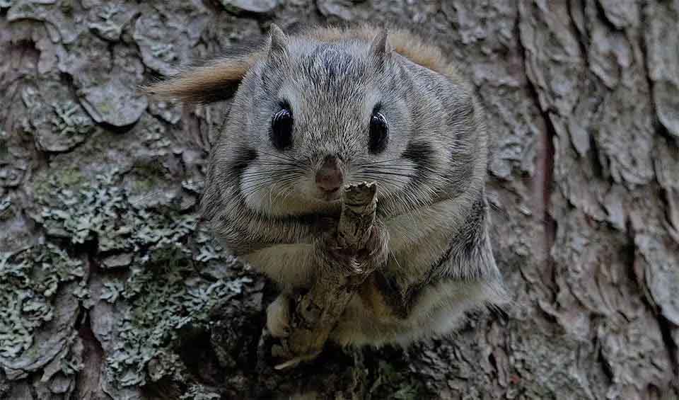 weebl flying squirrels