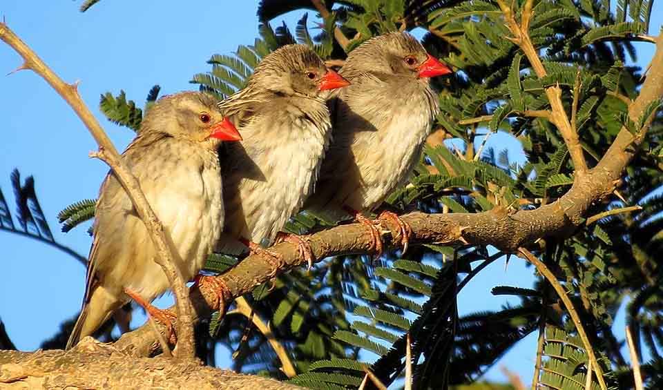 Red-billed quelea facts, distribution & population | BioDB