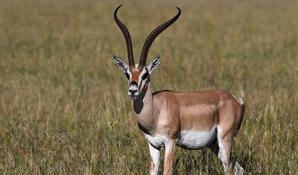 Grant's gazelle facts, distribution & population | BioDB