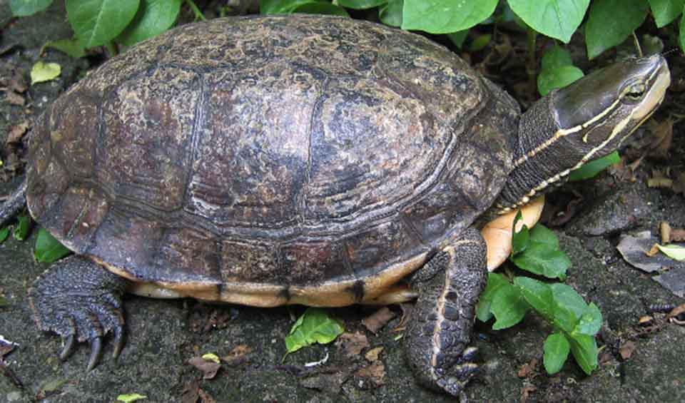 Yunnan box turtle facts, distribution & population | BioDB