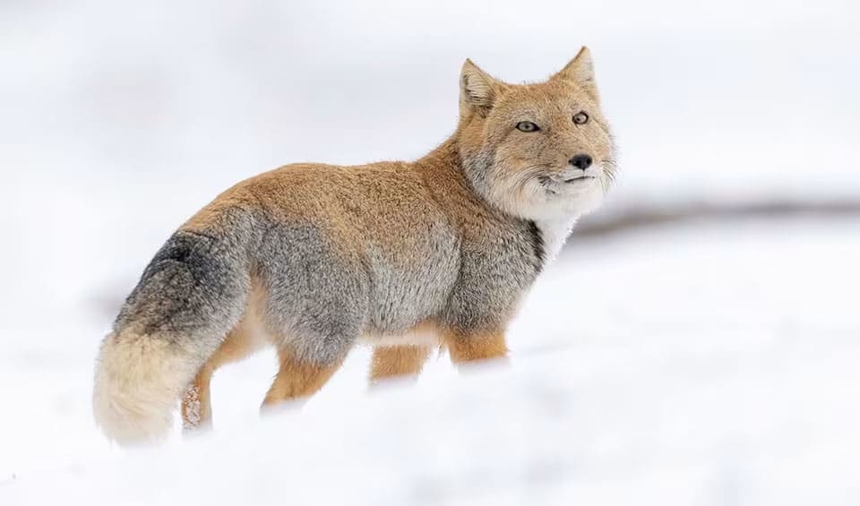 tibetan fox predators