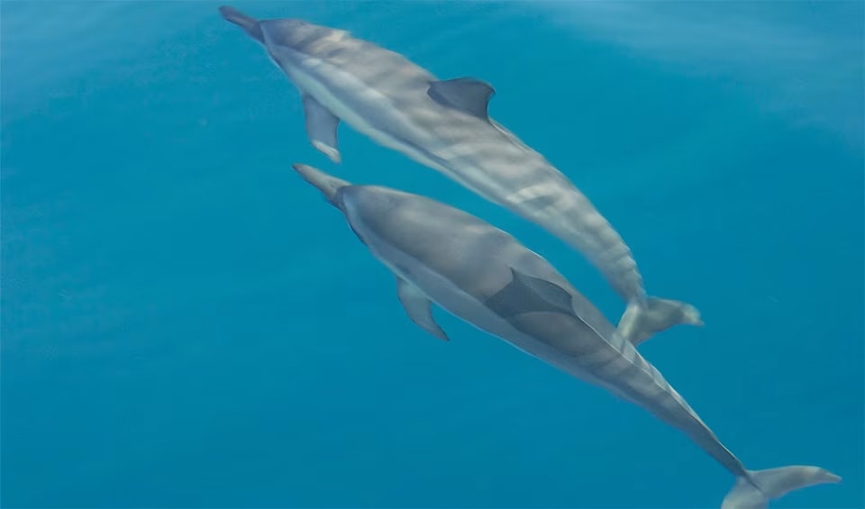 spinner dolphin size