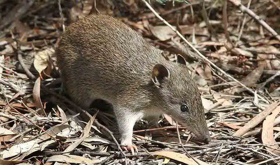 Short-nosed bandicoot facts, distribution & population | BioDB