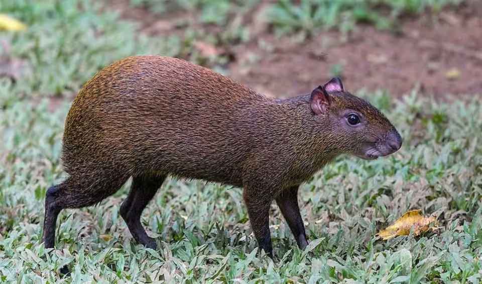 agouti cattle
