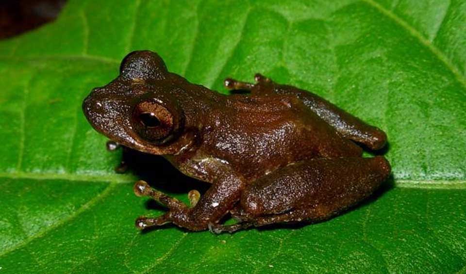Puerto Cabello treefrog facts, distribution & population | BioDB