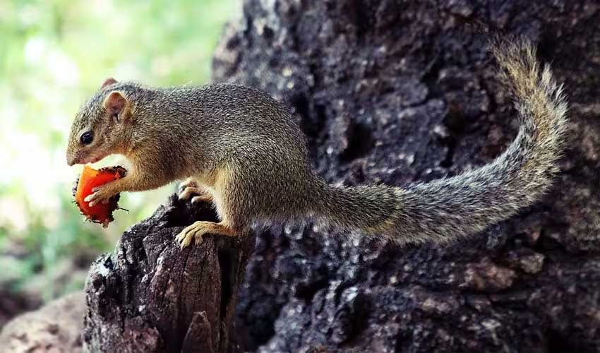 Sciuridae – Squirrels: facts, distribution & population | BioDB