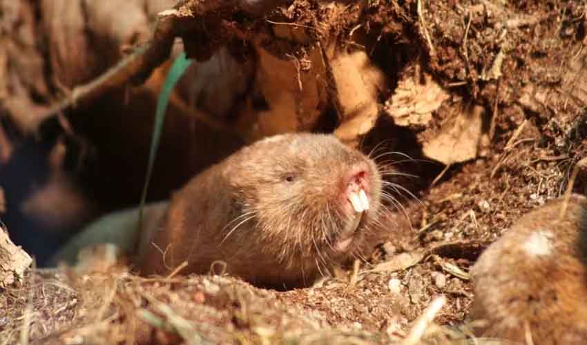 Bathyergidae - Blesmols: facts, distribution & population | BioDB