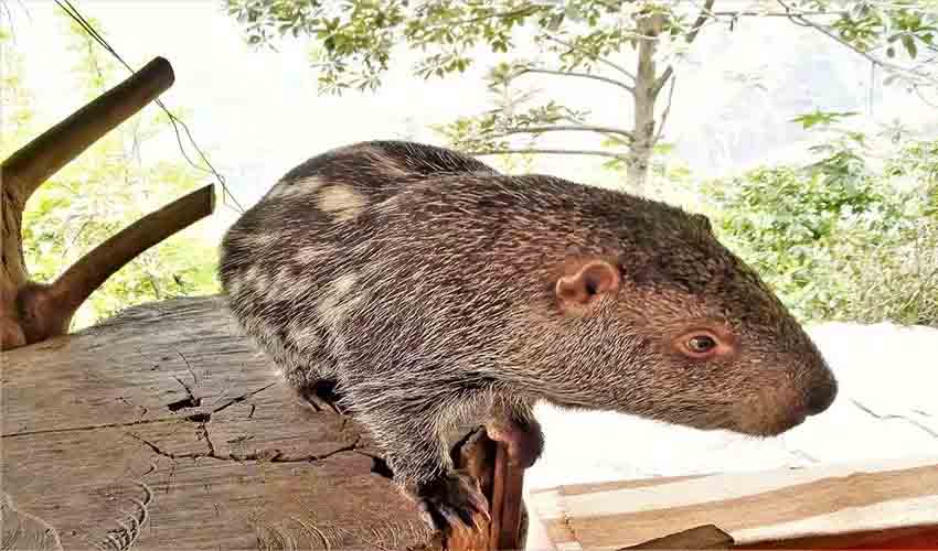 Dinomyidae - Pacarana: facts, distribution & population | BioDB