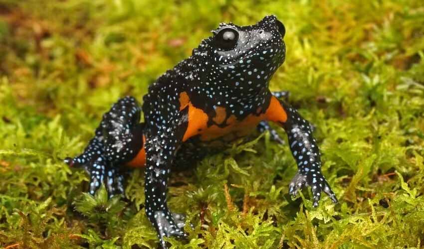 Microhylidae – Narrow-mouthed frogs: facts, distribution & population ...