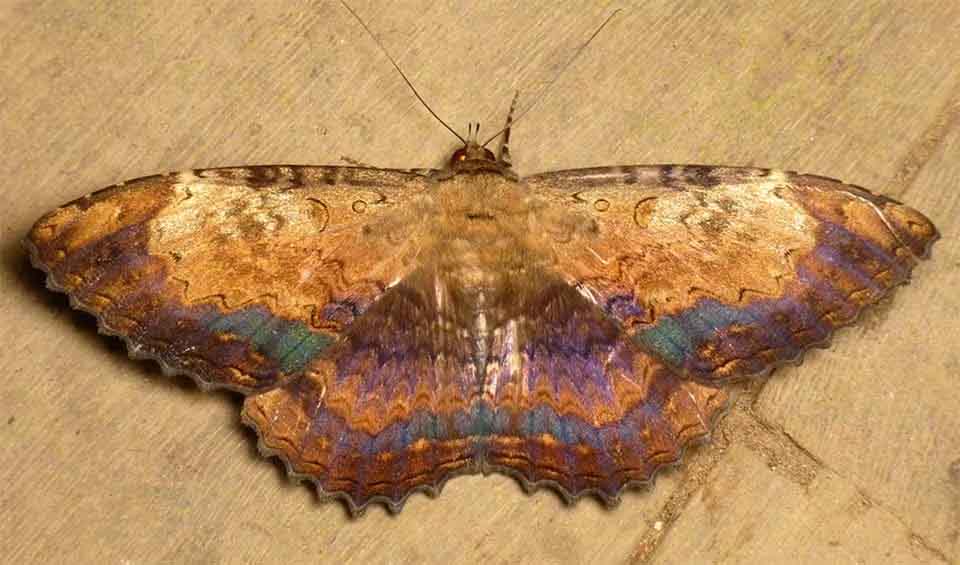 Noctuidae - Owlet moths: facts, distribution & population | BioDB