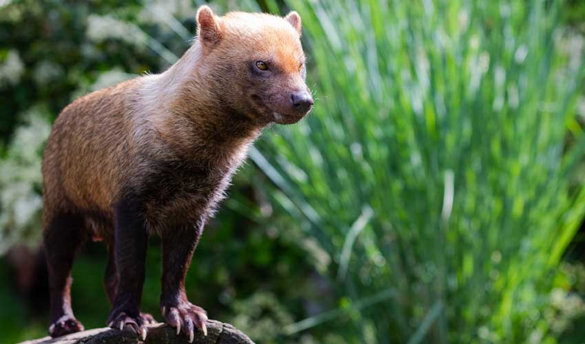 Bush dog facts, distribution & population | BioDB