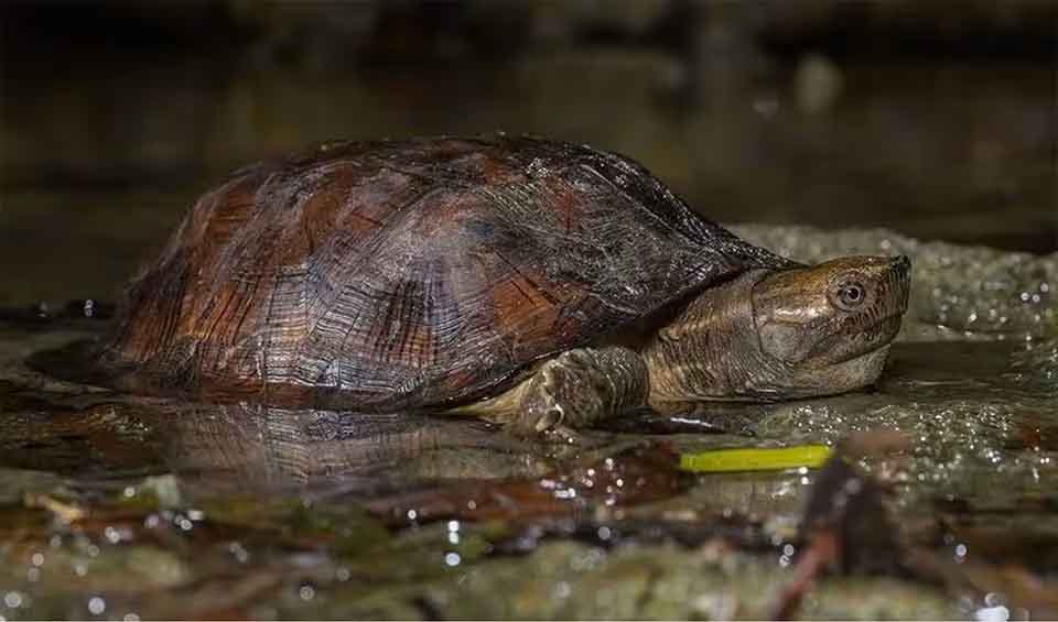 Geoemydidae – Eastern pond turtles: facts, distribution & population ...