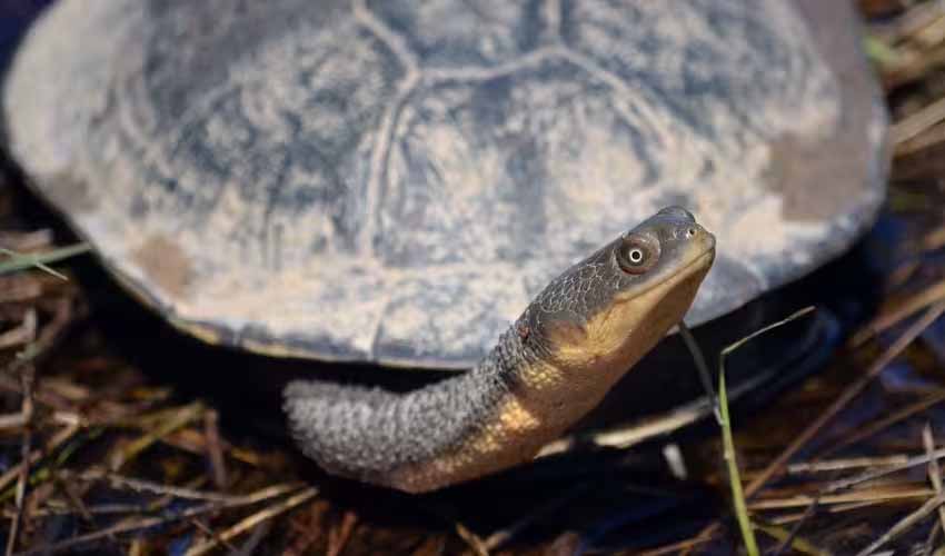 Chelidae – South American side-neck turtles: facts, distribution ...