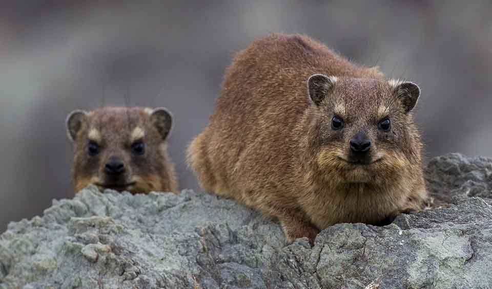 Procavia - Rock hyrax: facts, distribution & population | BioDB
