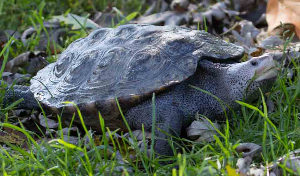 Diamondback terrapin facts, distribution & population | BioDB
