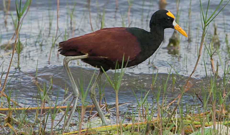 Northern jacana facts, distribution & population | BioDB