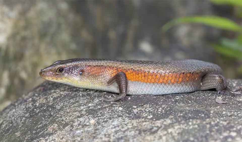 Scincidae – Skinks: facts, distribution & population | BioDB
