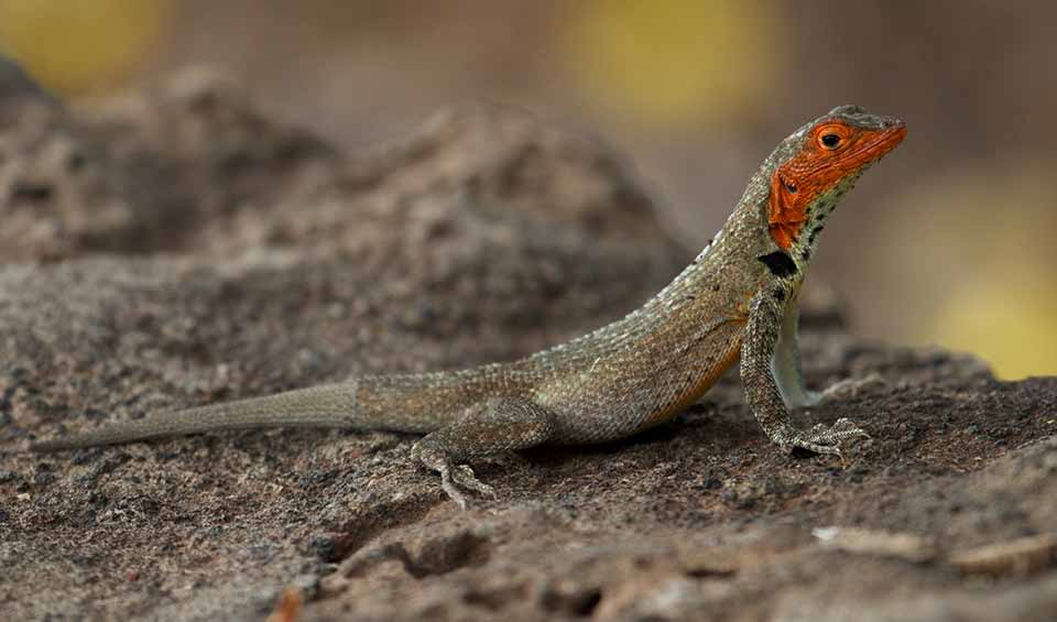 Tropiduridae - Neotropical ground lizards: facts, distribution ...