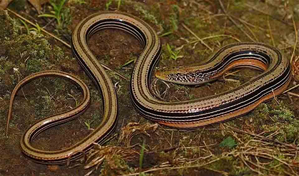 Anguidae – Glass & alligator lizards: facts, distribution & population ...