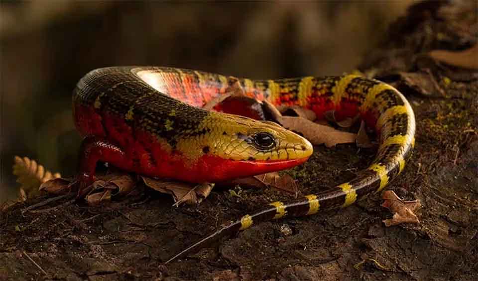 Diploglossidae - Galliwasps: facts, distribution & population | BioDB