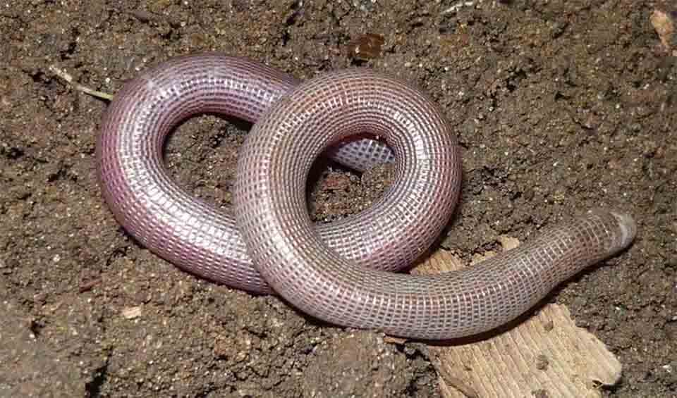 Cadeidae - Cuban worm lizards: facts, distribution & population | BioDB