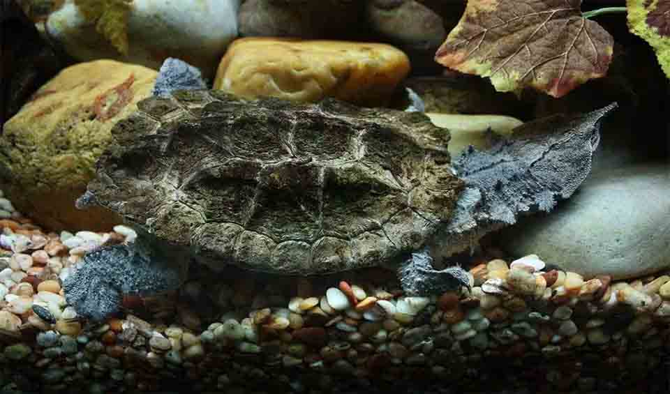 Mata mata facts, distribution & population | BioDB